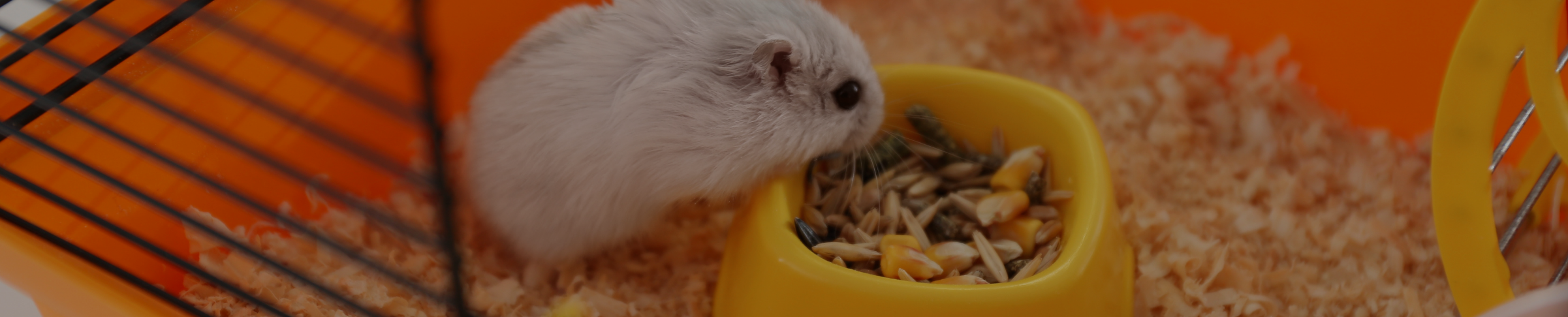 Alimentation pour rongeurs : foins, aliments complets, friandises - Wanimo