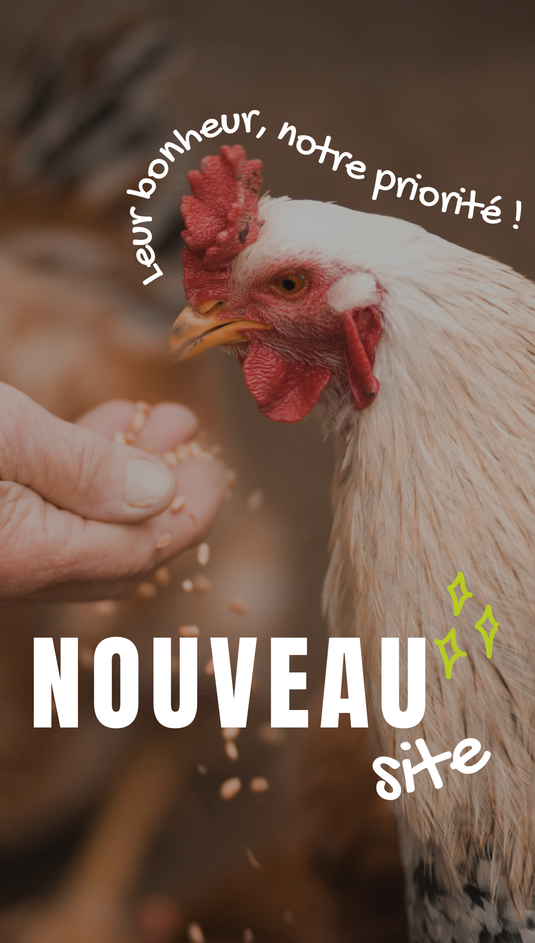 Observence Chat – Wanimo