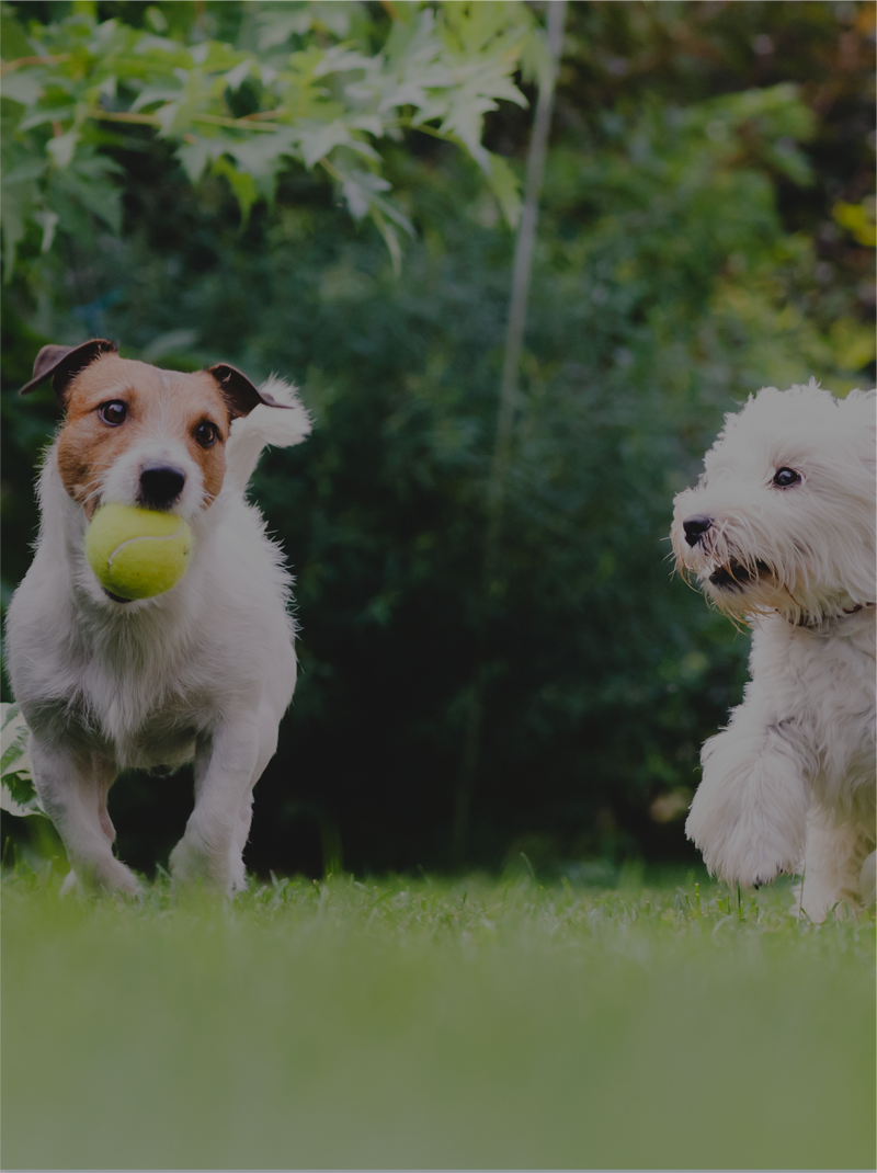 Observence Chat – Wanimo