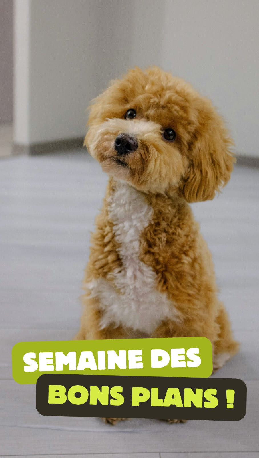 Lance-pilule pour animal : permet d'envoyer un comprimé dans la gorge ...
